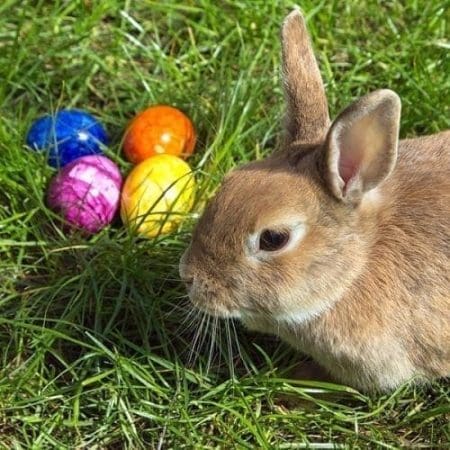 German Easter Traditions, Facts and Customs- Easter in Germany!