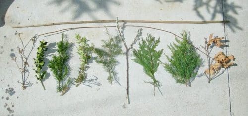 Celebrating Palm Sunday in Germany with Palmbuschen