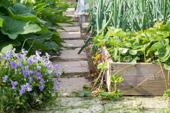 What is a Schrebergarten or Kleingarten- Little Garden Plots