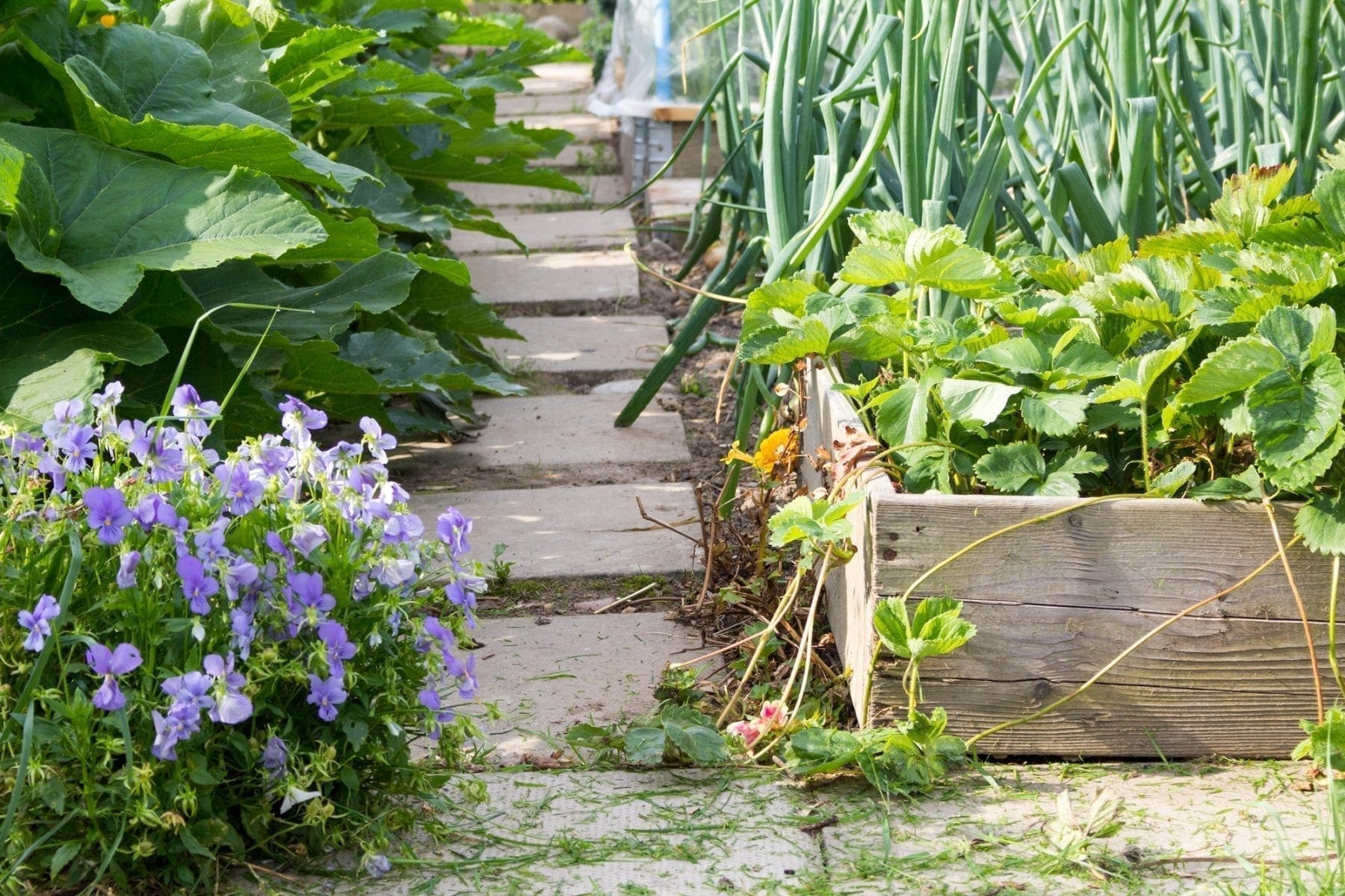 What is a Schrebergarten or Kleingarten- Little Garden Plots
