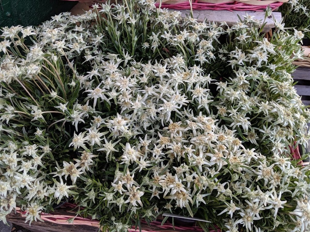 What is Edelweiss? All about this Legendary Flower | A German Girl in ...