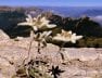 Edelweiss! Find out all about this Legendary Alpine Flower