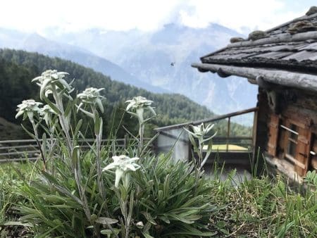 Edelweiss! Find out all about this Legendary Alpine Flower