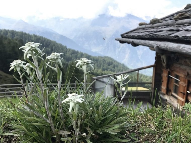 Edelweiss! Find out all about this Legendary Alpine Flower