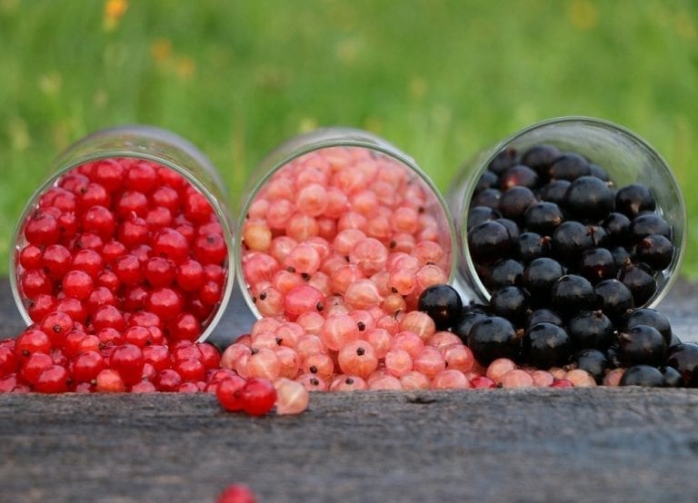 What to do with Red Currants! Recipes and Growing Tips