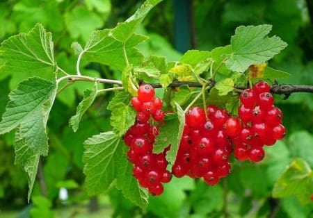 What to do with Red Currants! Recipes and Growing Tips