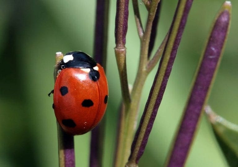 German Good Luck Symbols- We Could All Use a Little Luck