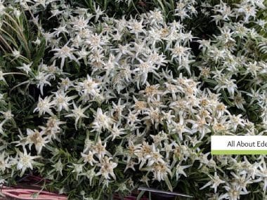 Edelweiss! Find out all about this Legendary Alpine Flower