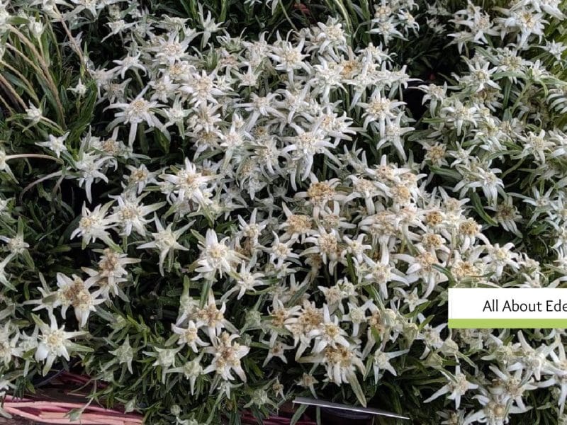 Edelweiss! Find out all about this Legendary Alpine Flower