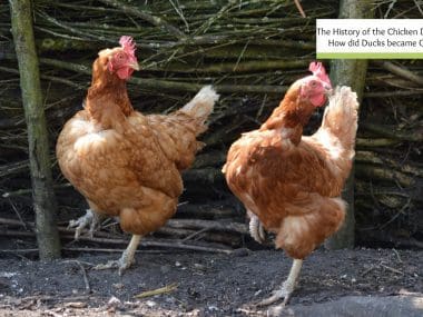 History of the Chicken Dance Song- How did Ducks became Chickens?