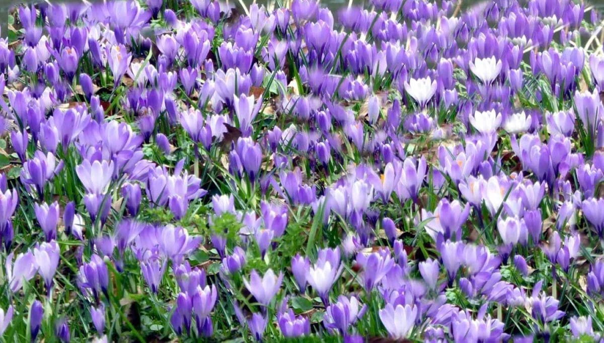 Crocuses in Germany- Spring Beauty & Autumn Saffron Crocus