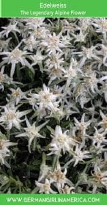 Edelweiss! Find out all about this Legendary Alpine Flower