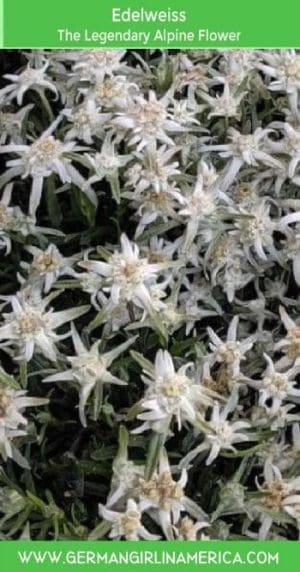 Edelweiss! Find out all about this Legendary Alpine Flower