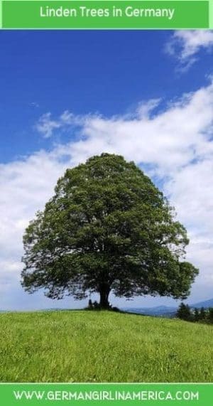 The Linden tree in Germany - The Tree at the Heart of Germany