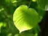 The Linden tree in Germany - The Tree at the Heart of Germany