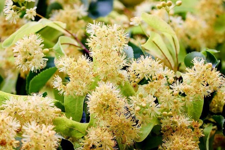 The Linden tree in Germany - The Tree at the Heart of Germany