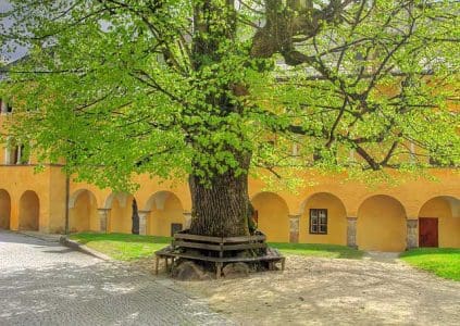 The Linden tree in Germany - The Tree at the Heart of Germany