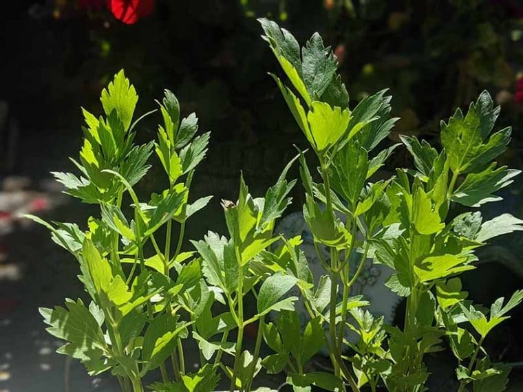 What is Maggikraut : All about Liebstöckel or Lovage