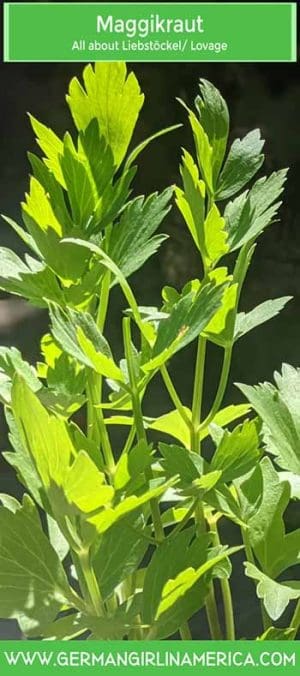 What is Maggikraut : All about Liebstöckel or Lovage