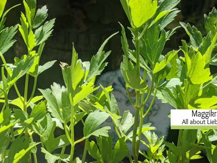 What is Maggikraut : All about Liebstöckel or Lovage